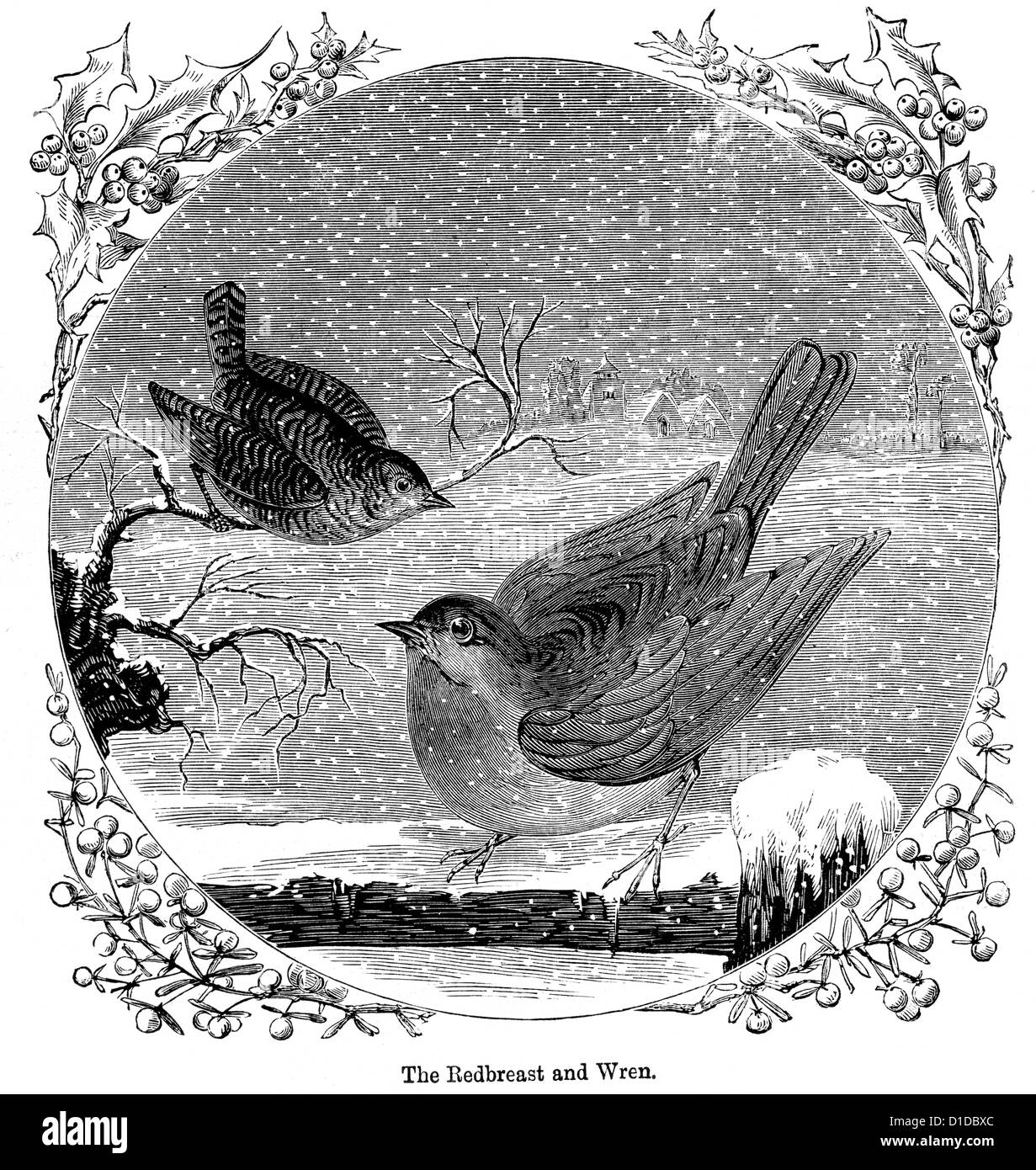 Robin Bird Black and White Stock Photos & Images - Alamy