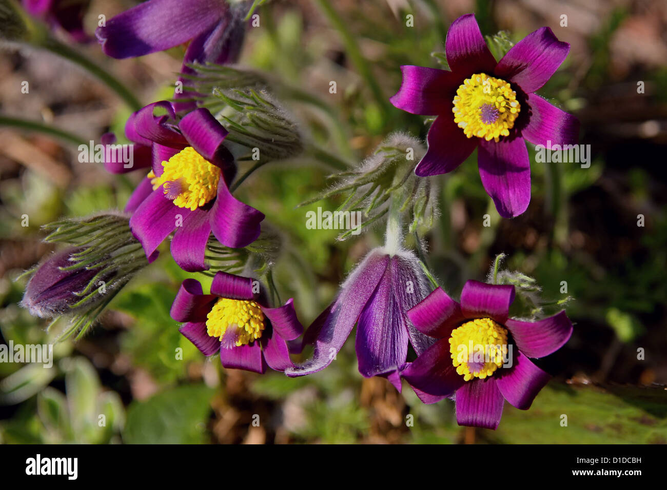 Pulsatilla flowers in early spring Stock Photo - Alamy