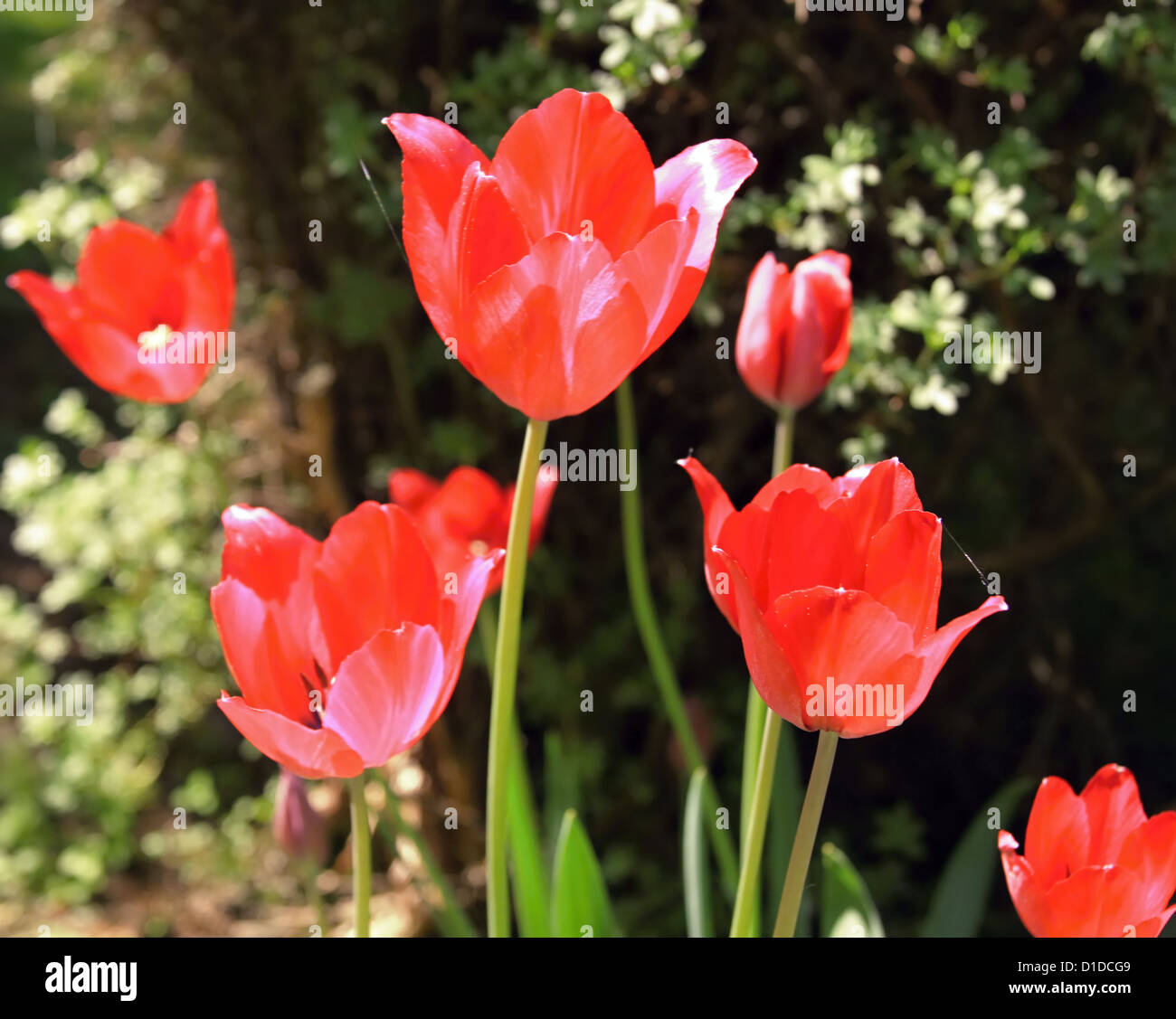 Beautiful tulips in spa hi-res stock photography and images - Alamy