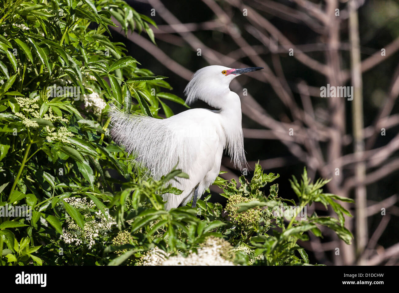 Snowy Egret (Egretta thula) with plumage perched on tree in St ...