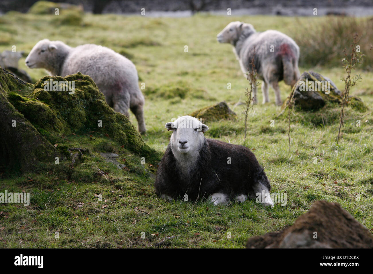 Ulpha hi-res stock photography and images - Alamy