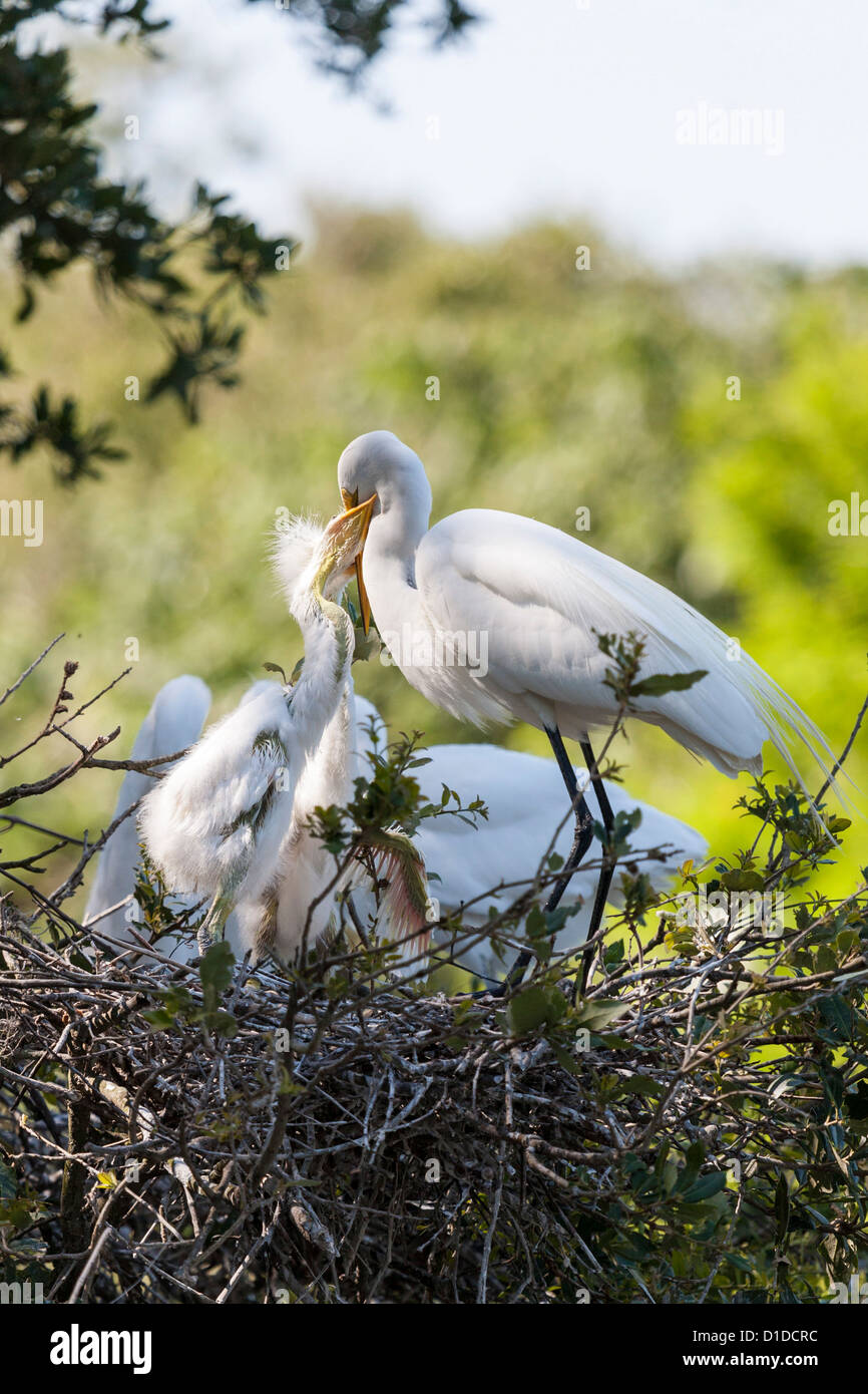 Great Egret (Ardea alba) feeding chicks in nest at St. Augustine ...
