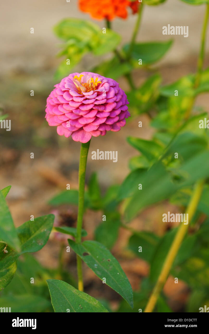 The beautiful flower in a public park Stock Photo - Alamy