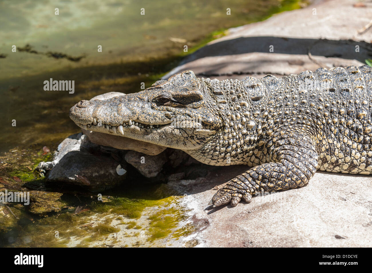 Cuban crocodile (Crocodylus rhombifer) sunning on concrete next to pond ...
