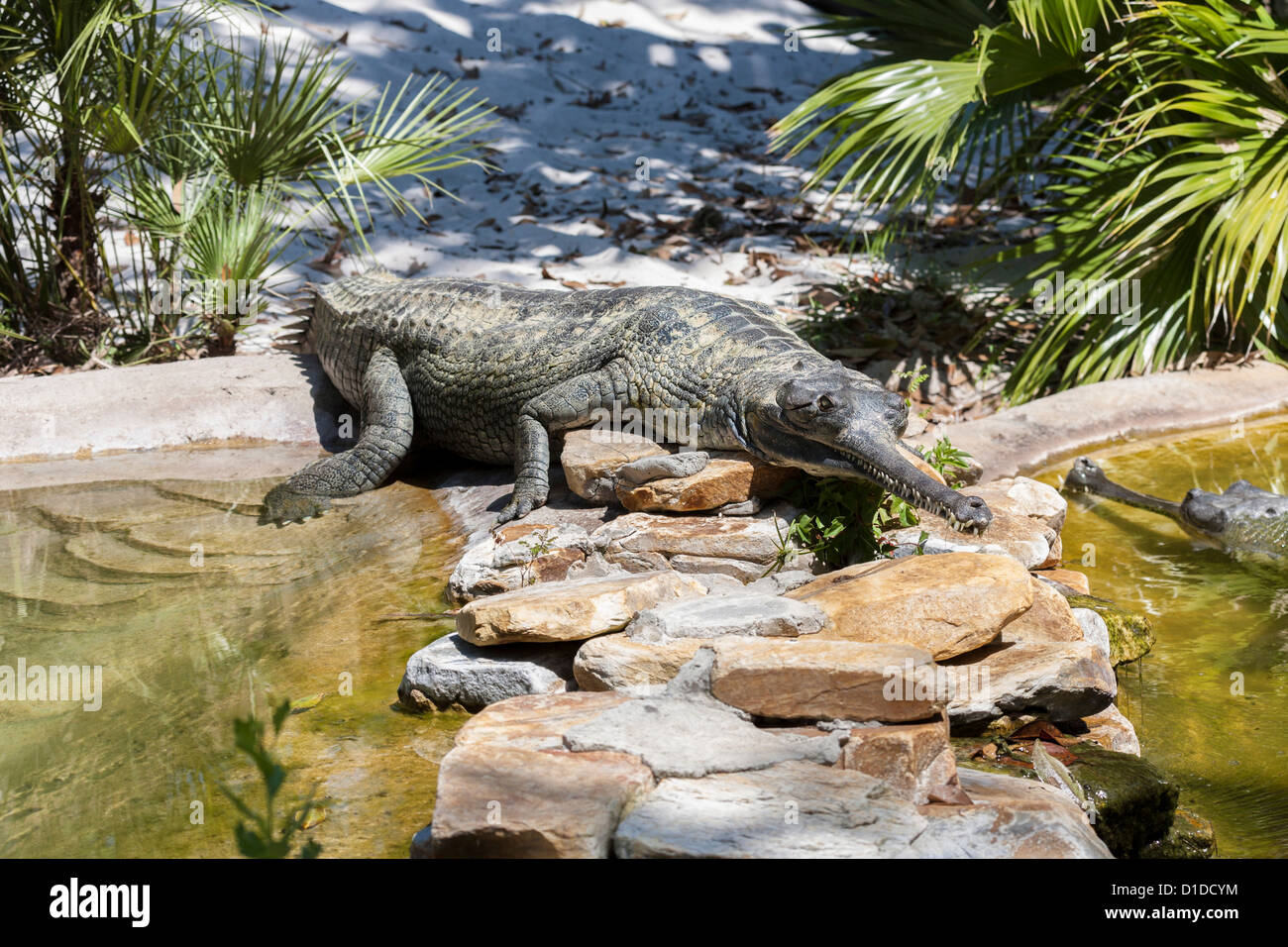 Indian gharial hi-res stock photography and images - Alamy