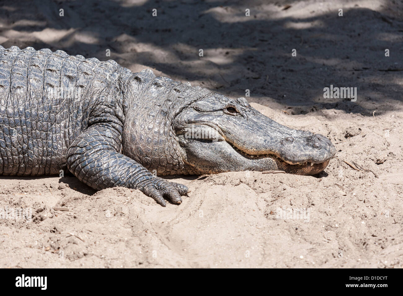 American Alligator (Alligator Mississippiensis) in sand at the St ...