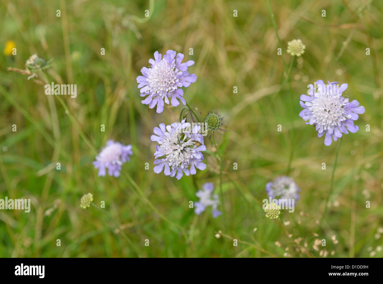 scabious growing wild in Brown's Folly Nature Reserve Bathford Somerset ...