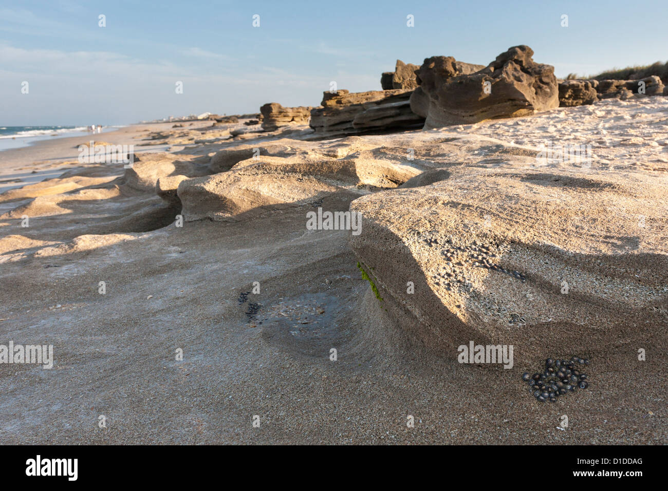Coquina rock formations along coast of Atlantic Ocean at Washington ...