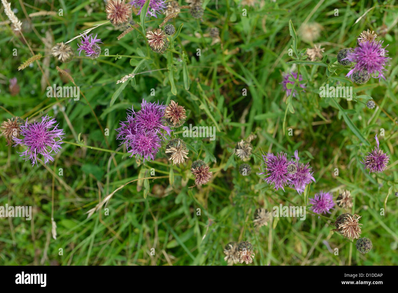 scabious growing wild in Brown's Folly Nature Reserve Bathford Somerset ...
