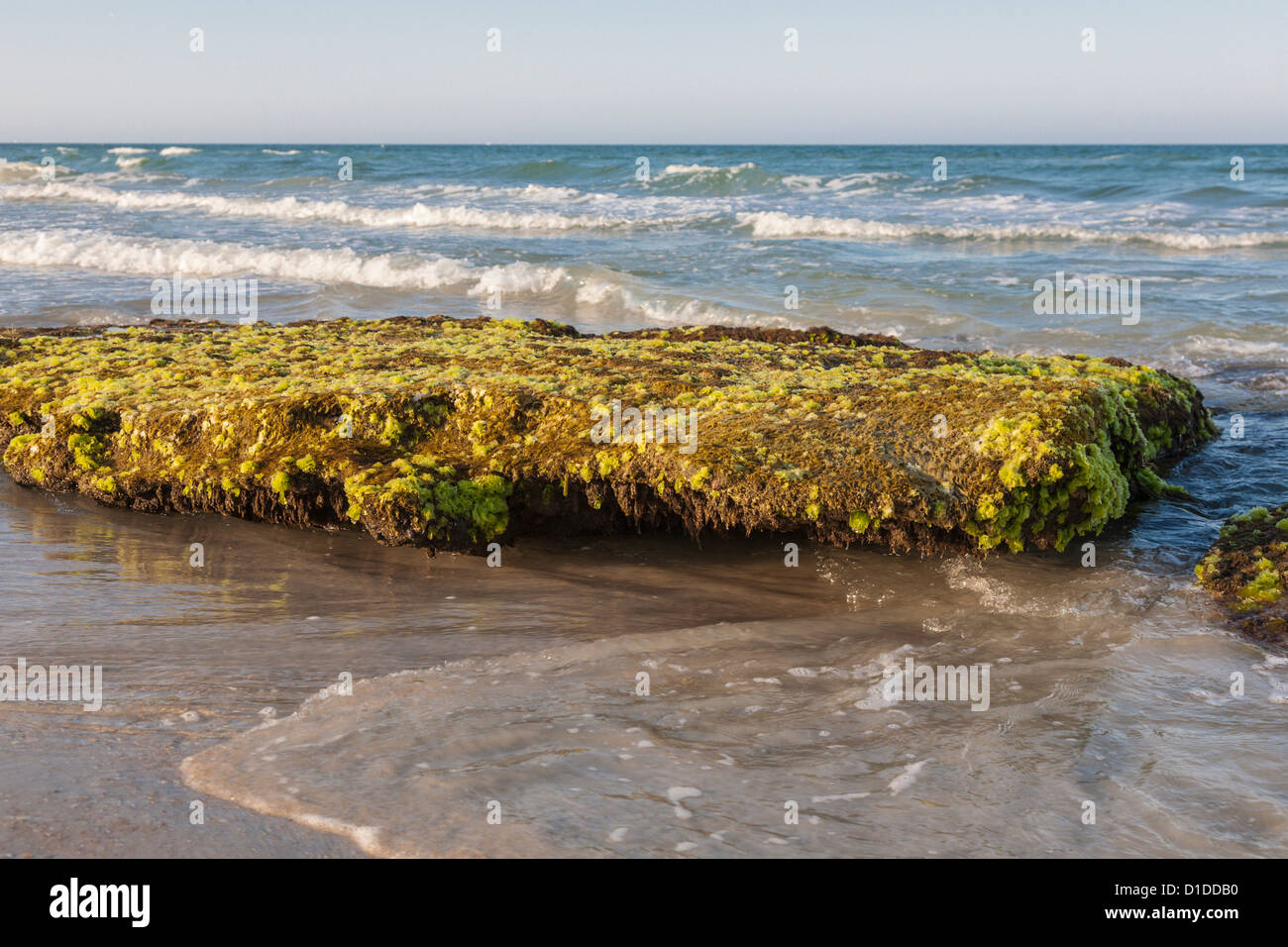 Coquina rock formations along coast of Atlantic Ocean at Washington ...