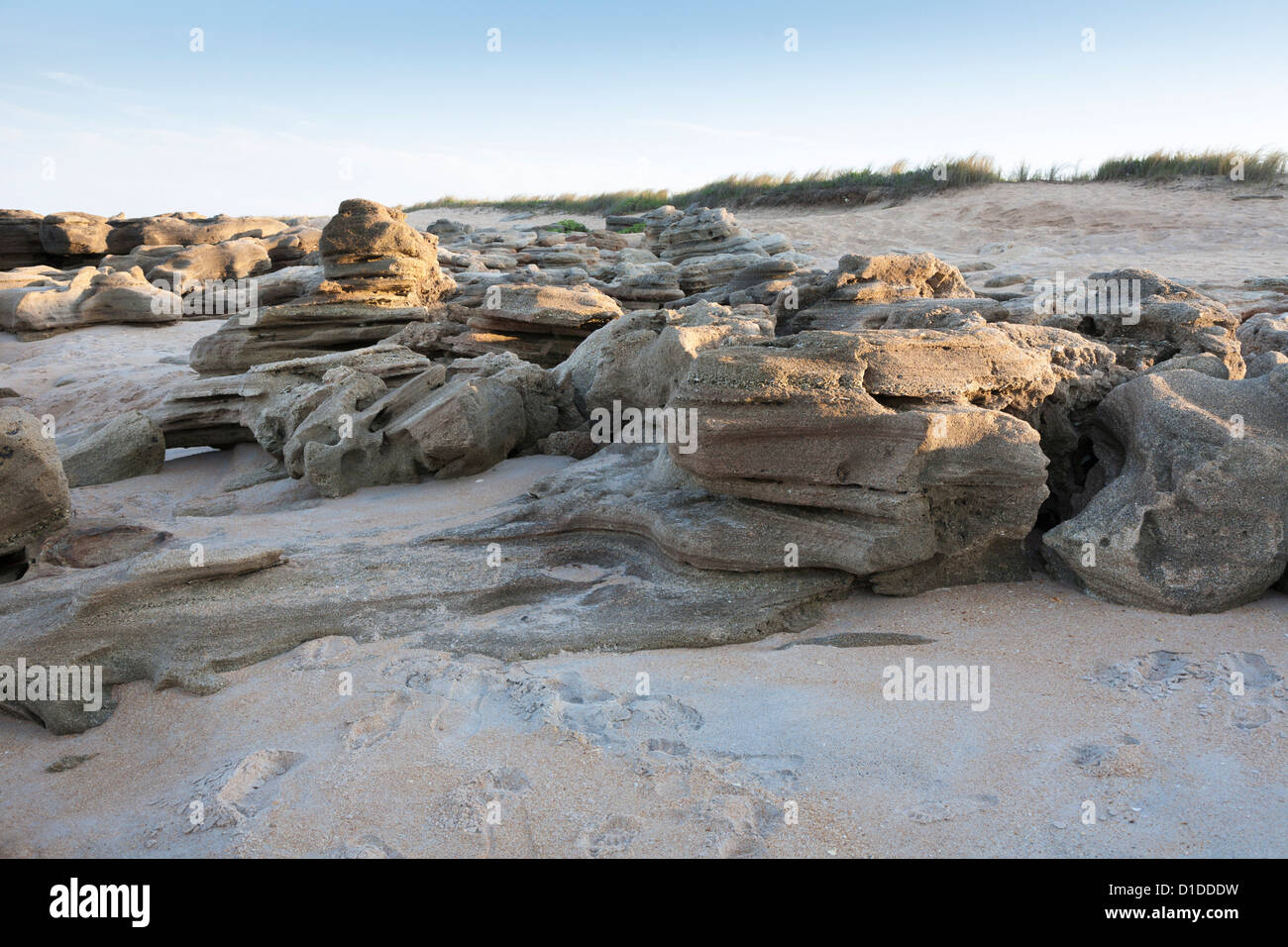 Coquina rock formations along coast of Atlantic Ocean at Washington ...