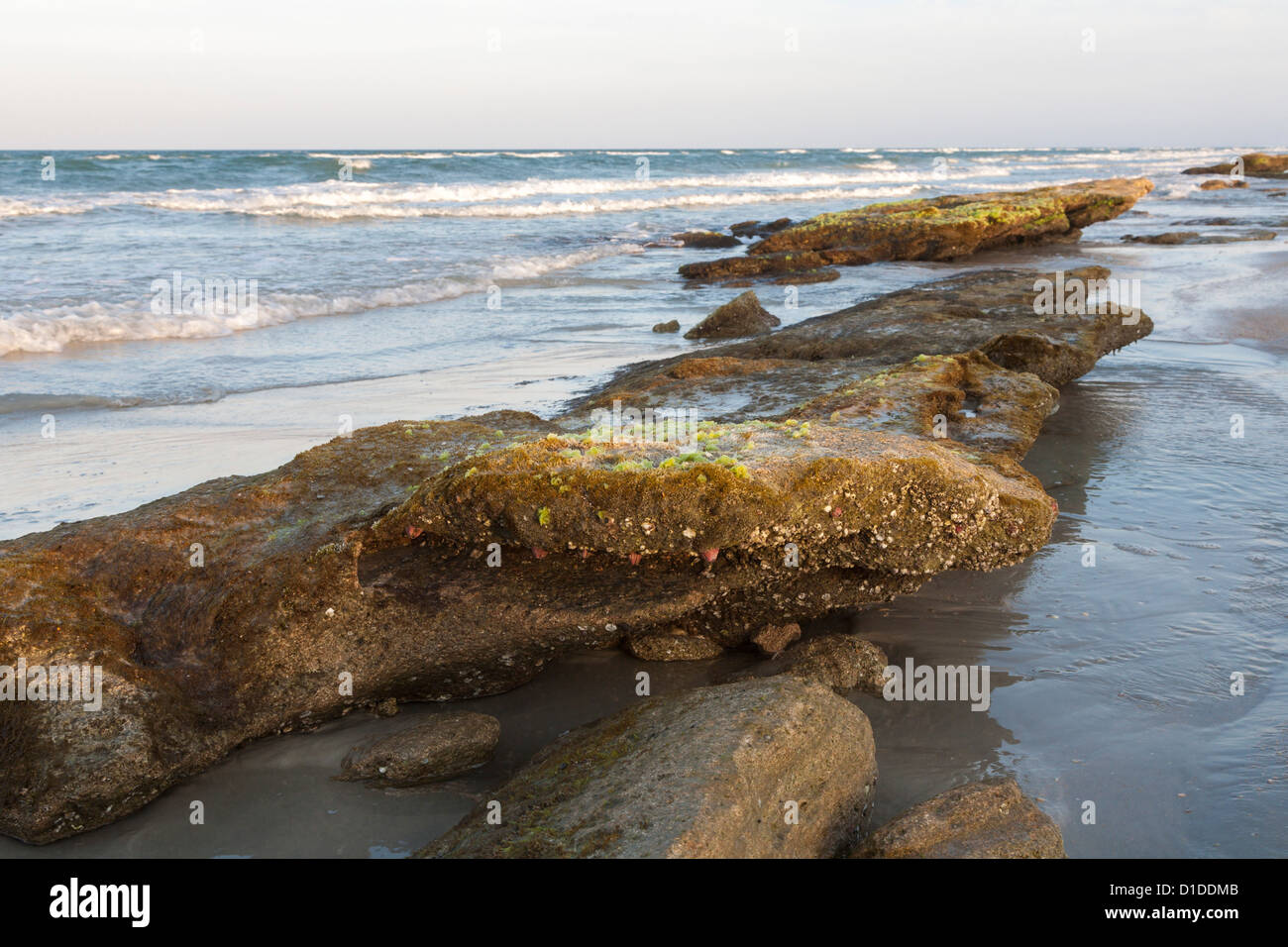 Coquina hi-res stock photography and images - Alamy