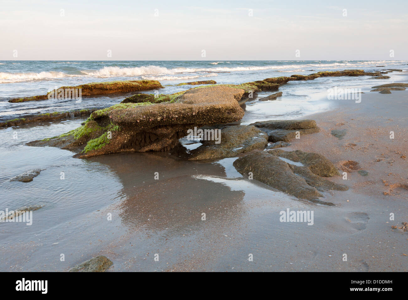 Coquina rock formations along coast of Atlantic Ocean at Washington ...