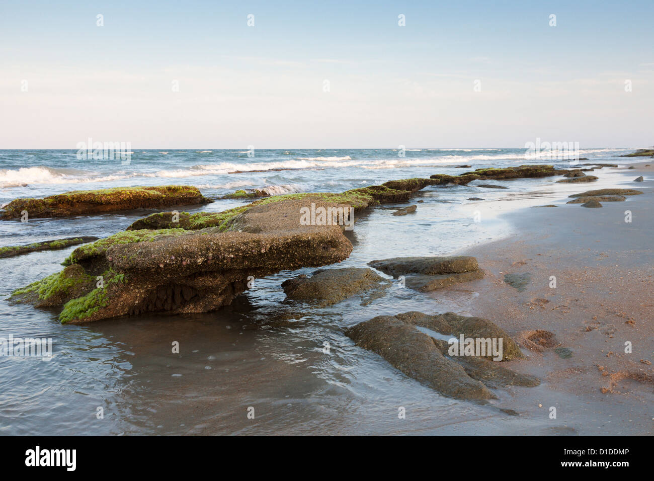 Coquina rock formations along coast of Atlantic Ocean at Washington ...