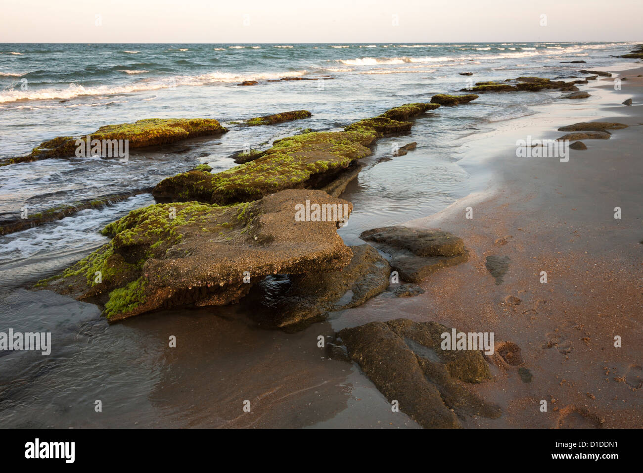 Coquina rock formations along coast of Atlantic Ocean at Washington ...