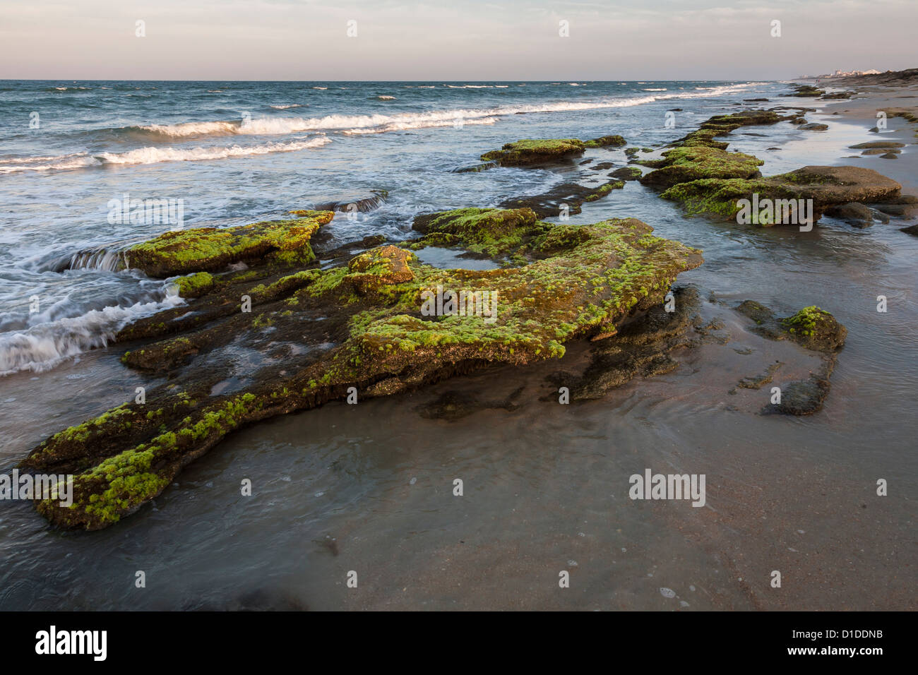 Coquina rock formations along coast of Atlantic Ocean at Washington ...