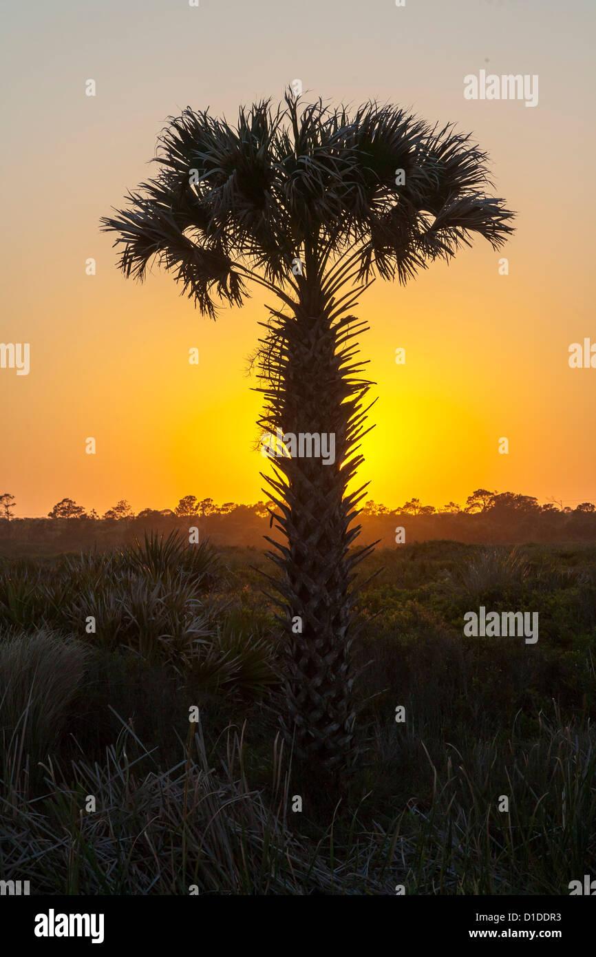 Setting sun palm tree hi-res stock photography and images - Alamy