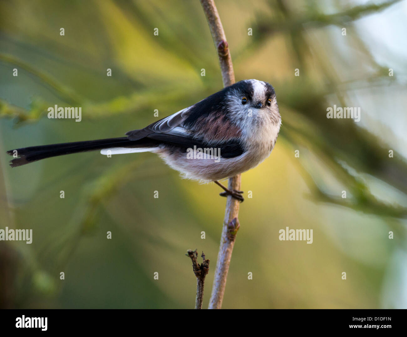 Long-tailed tit (Aegithalos caudatus Stock Photo - Alamy