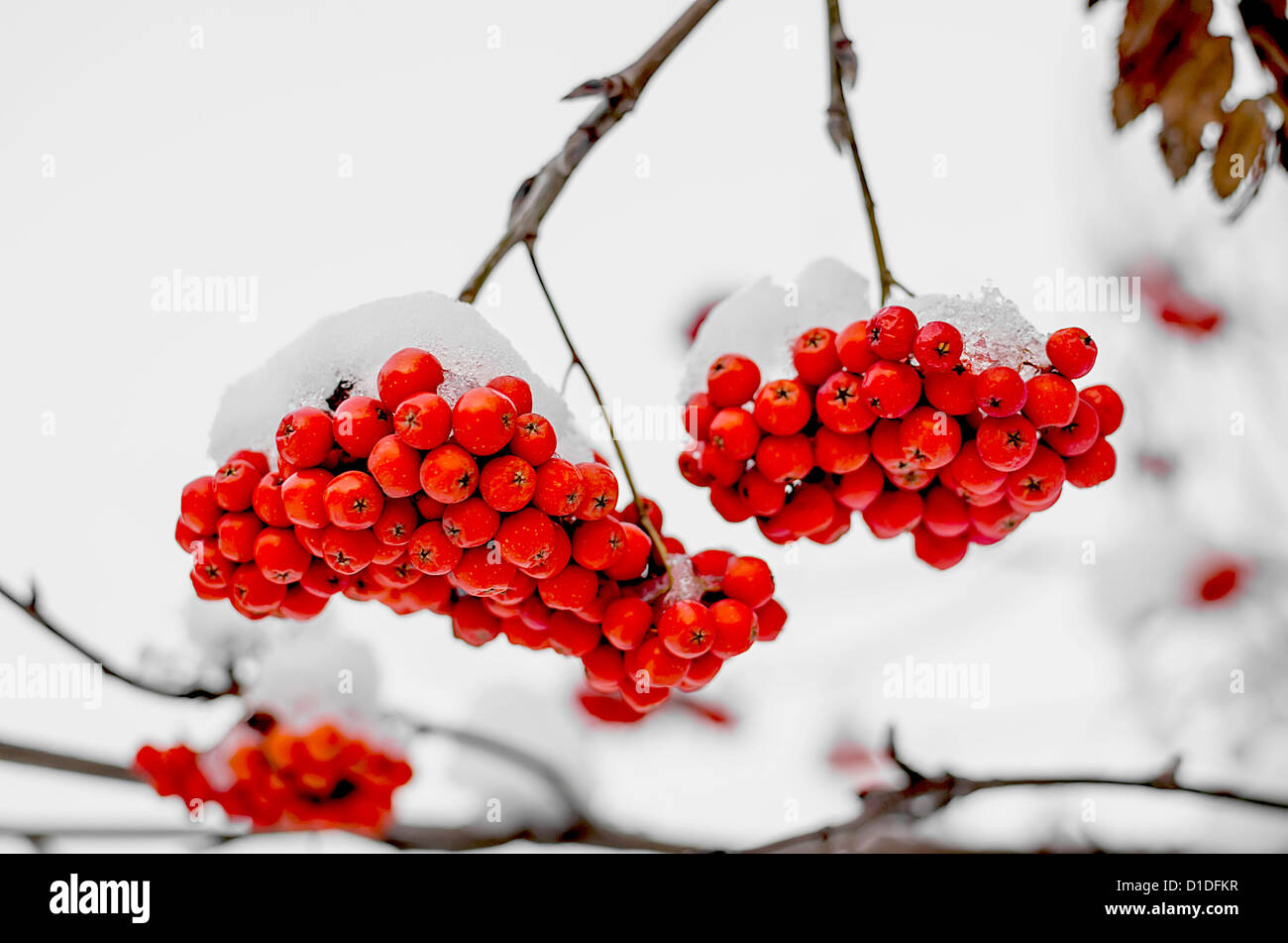 Rowanberry High Resolution Stock Photography and Images - Alamy