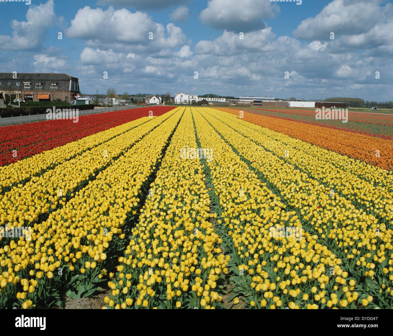 Rows of tulips in bulb-field region, Lisse, Netherlands, Europe Stock ...