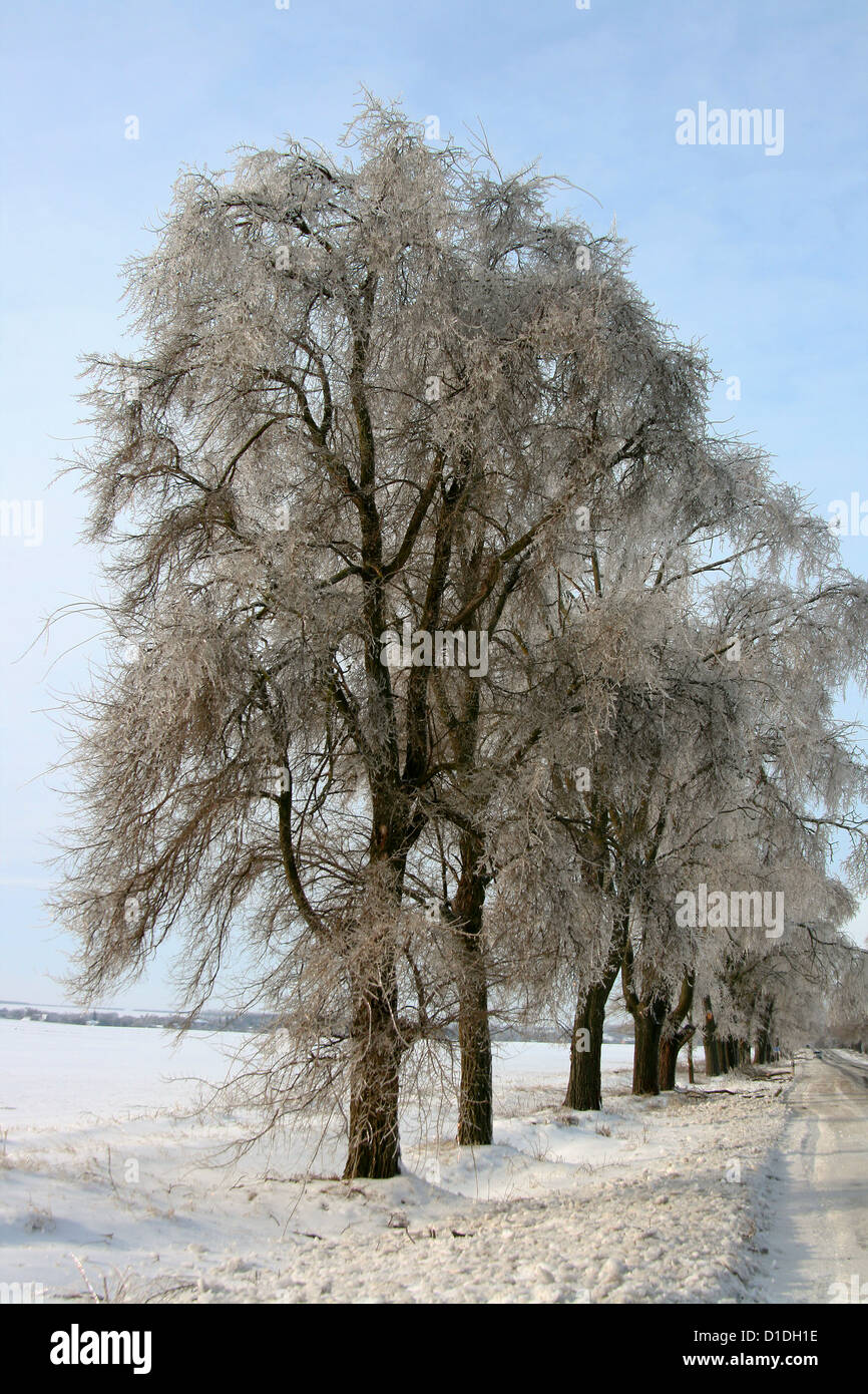 Ice covered trees along a rural road in Ukraine Stock Photo - Alamy