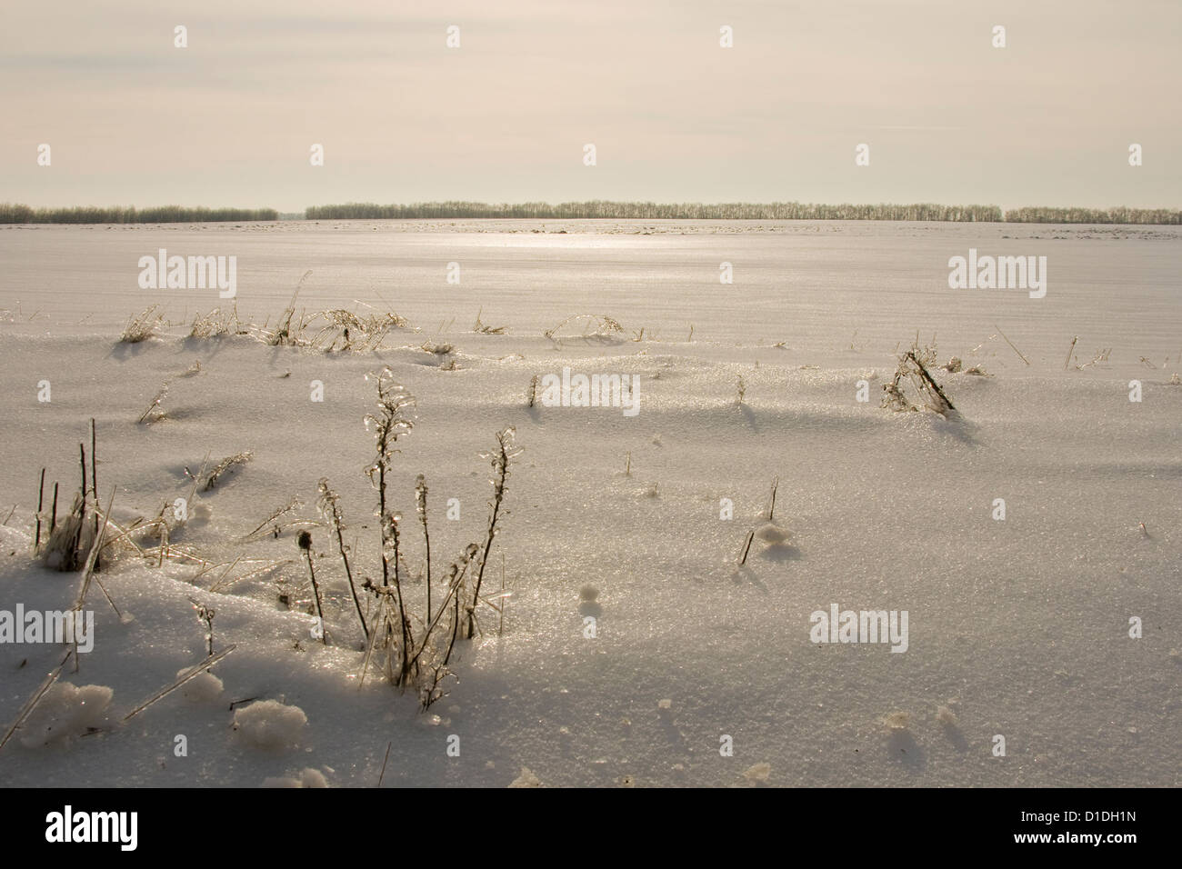Abandoned ice winter field in true cold morning Stock Photo - Alamy