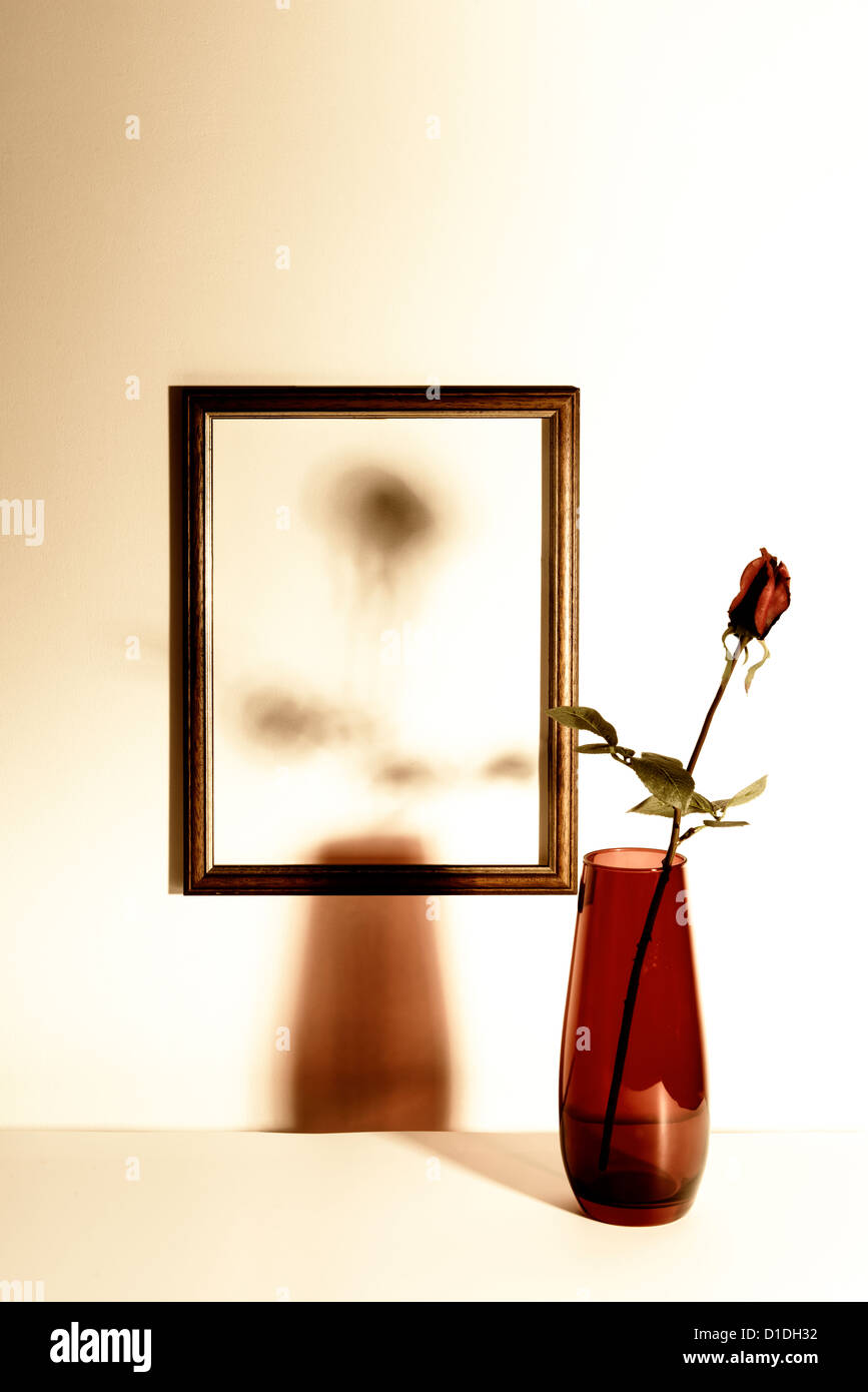 White rose isolated shadow hi-res stock photography and images - Alamy