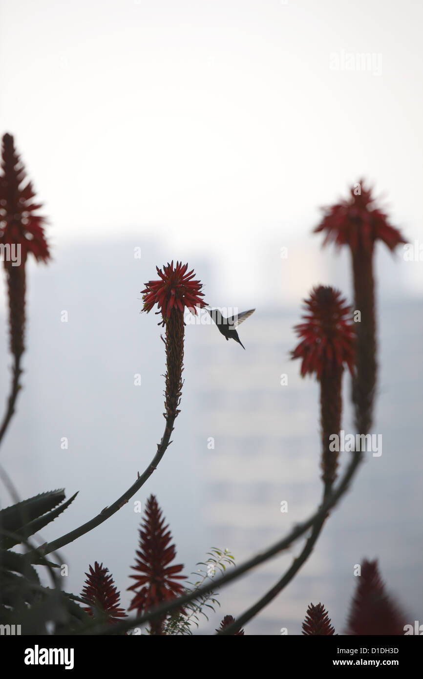 Hummingbird collects nectar from flowers on the top of Santa Lucia ...
