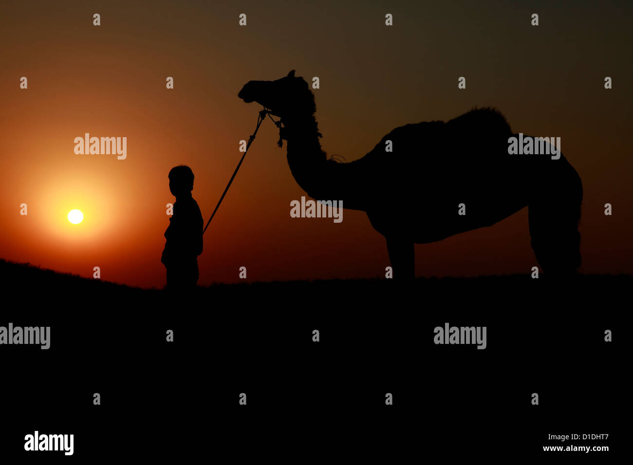 sunset with camel Stock Photo - Alamy