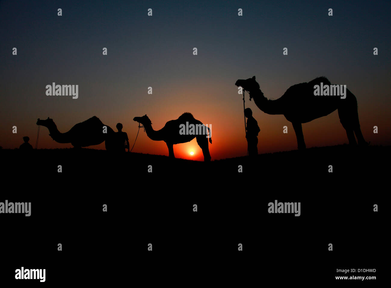 Sunset with camel at Desert Stock Photo - Alamy