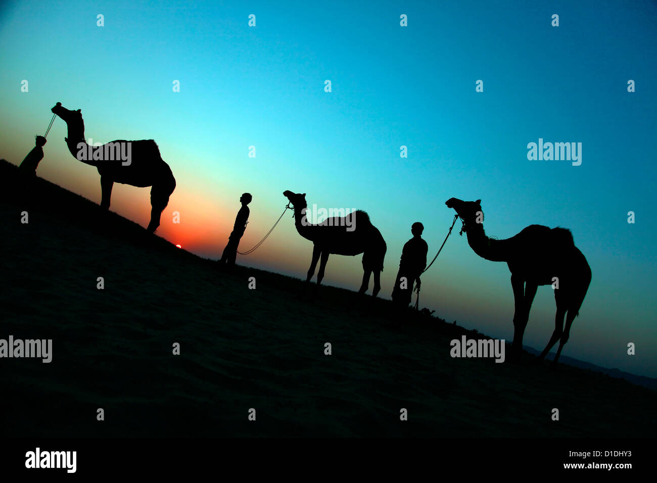 Sunrise camel riding hi-res stock photography and images - Alamy