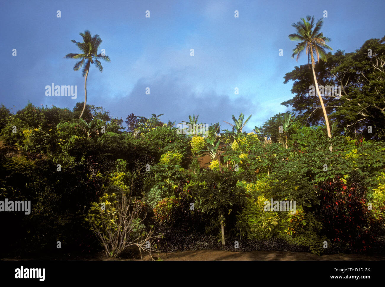 palm trees, beach, Taveuni, Taveuni Island, Fiji Island Group, Fiji ...