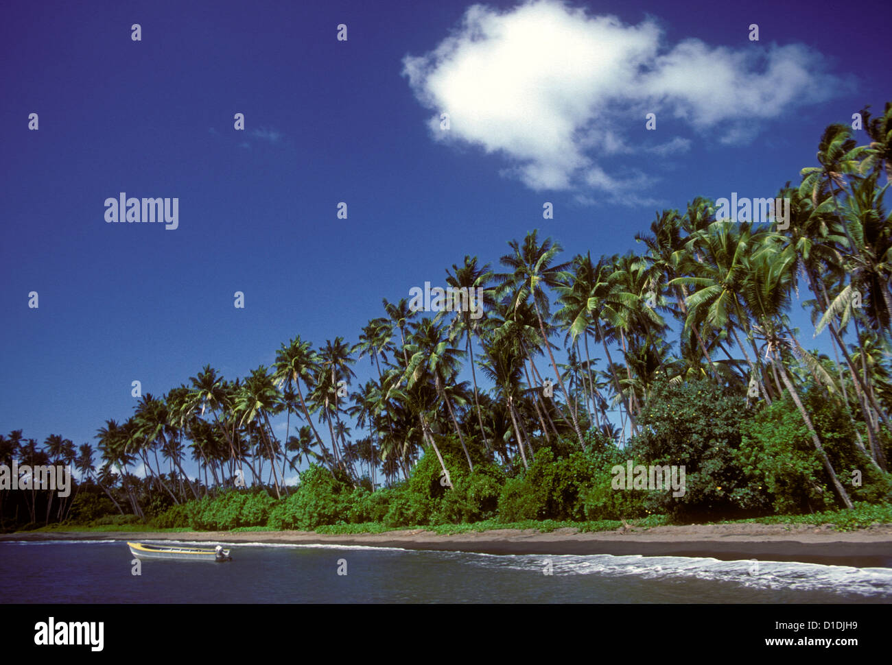 palm tree, palm trees, beach, Taveuni, Taveuni Island, Fiji, Fiji ...
