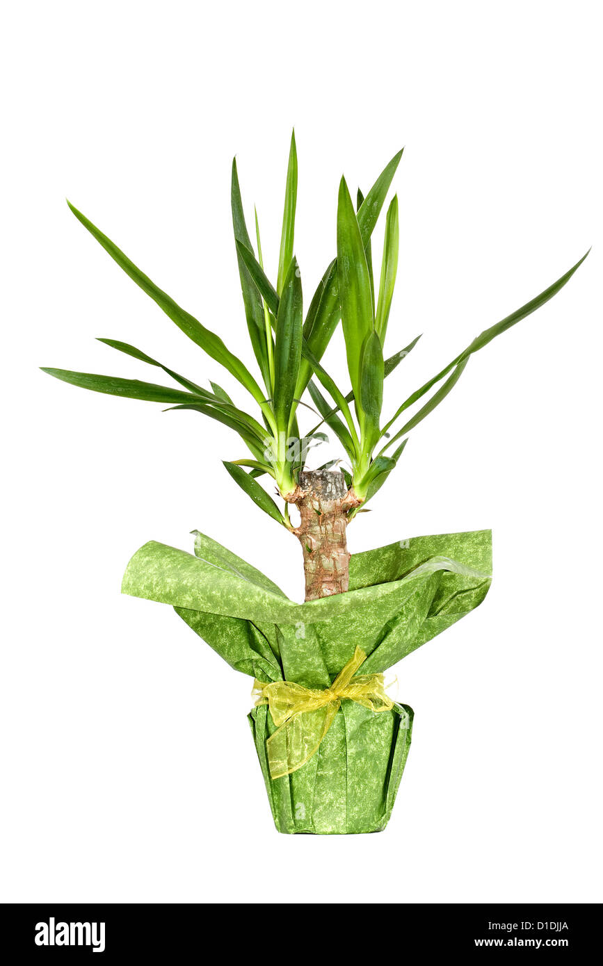 Yucca Cut Out Stock Images & Pictures - Alamy