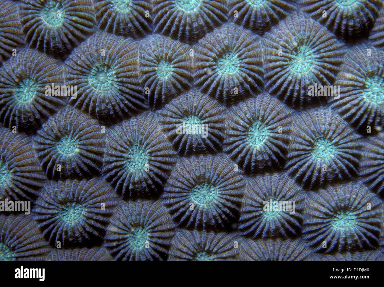 hard, stony, coral polyps, coral reef, scuba diving, coral reef, waters ...