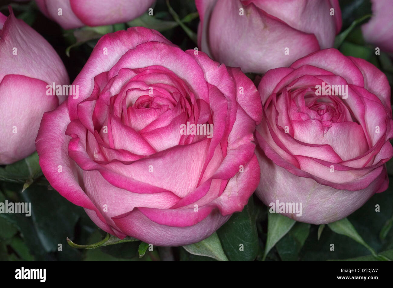 Pink roses hi-res stock photography and images - Alamy