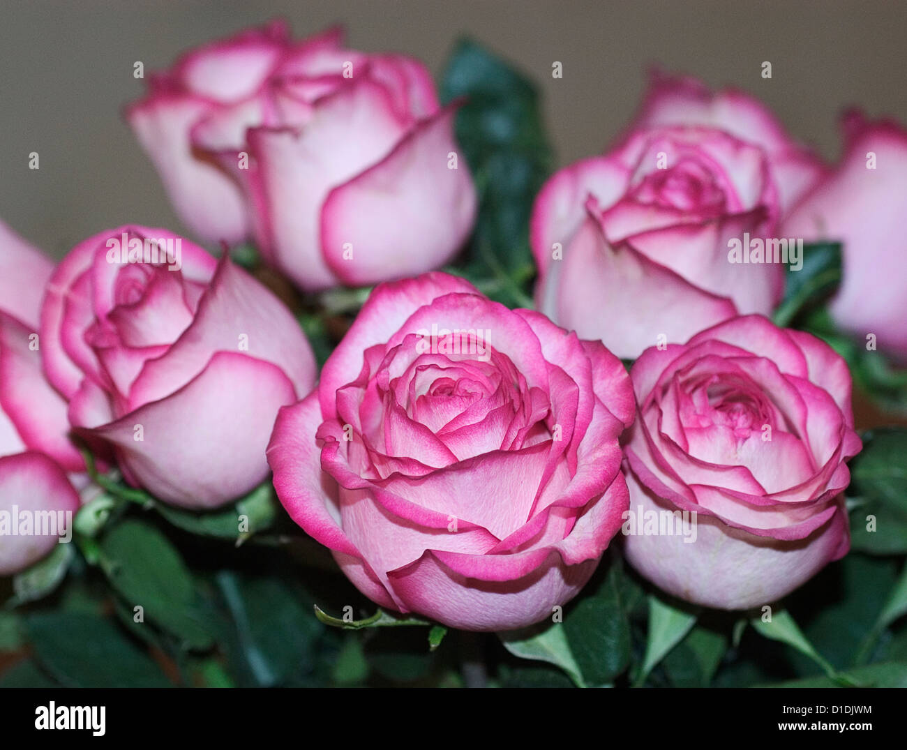 pink roses in vase Stock Photo - Alamy