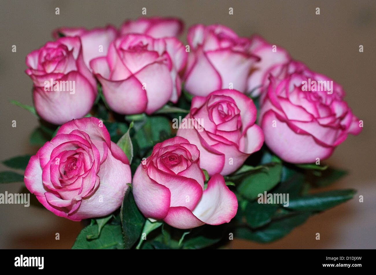 pink roses in vase Stock Photo - Alamy