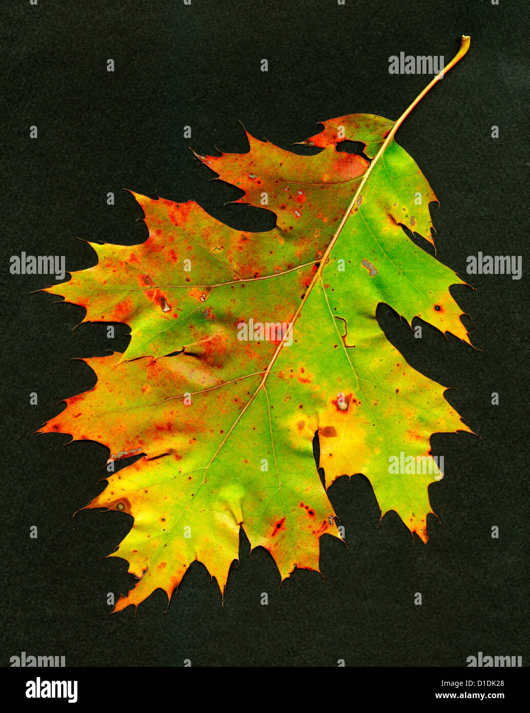 Fall colors hi-res stock photography and images - Alamy