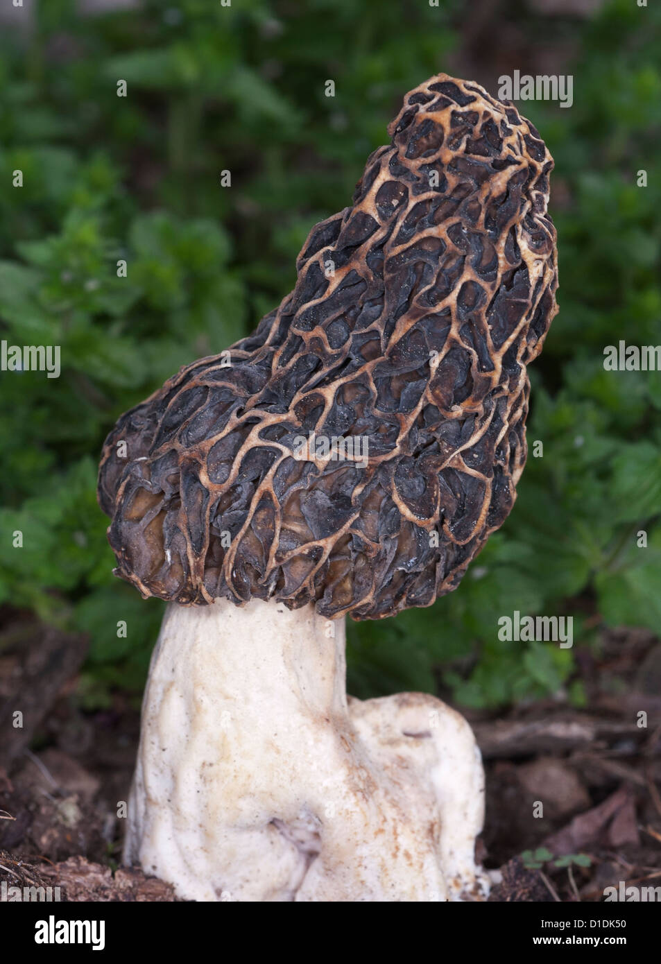 edible morel fungus mushroom Stock Photo - Alamy