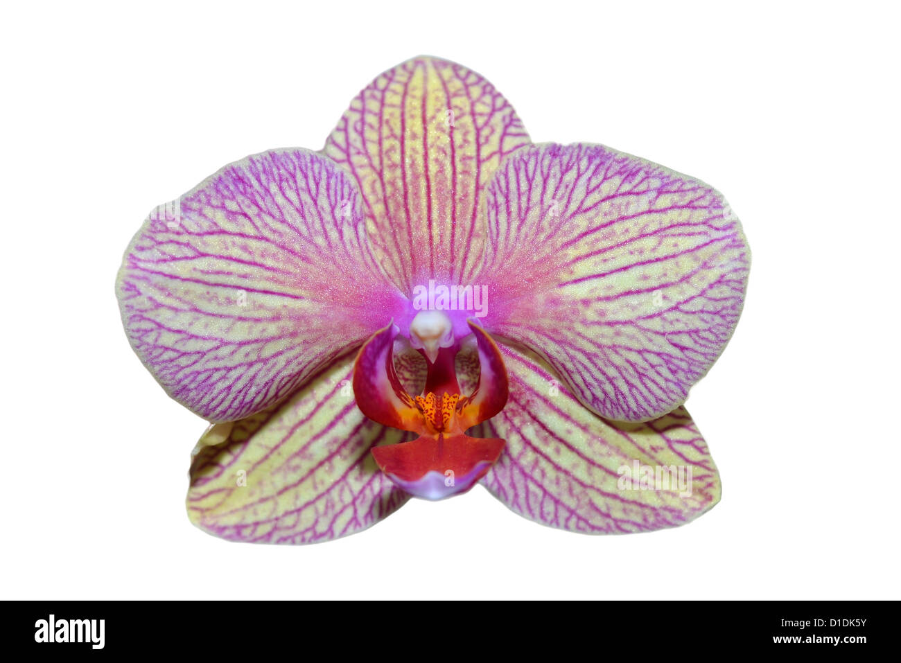 Micro i Cut Out Stock Images & Pictures - Alamy