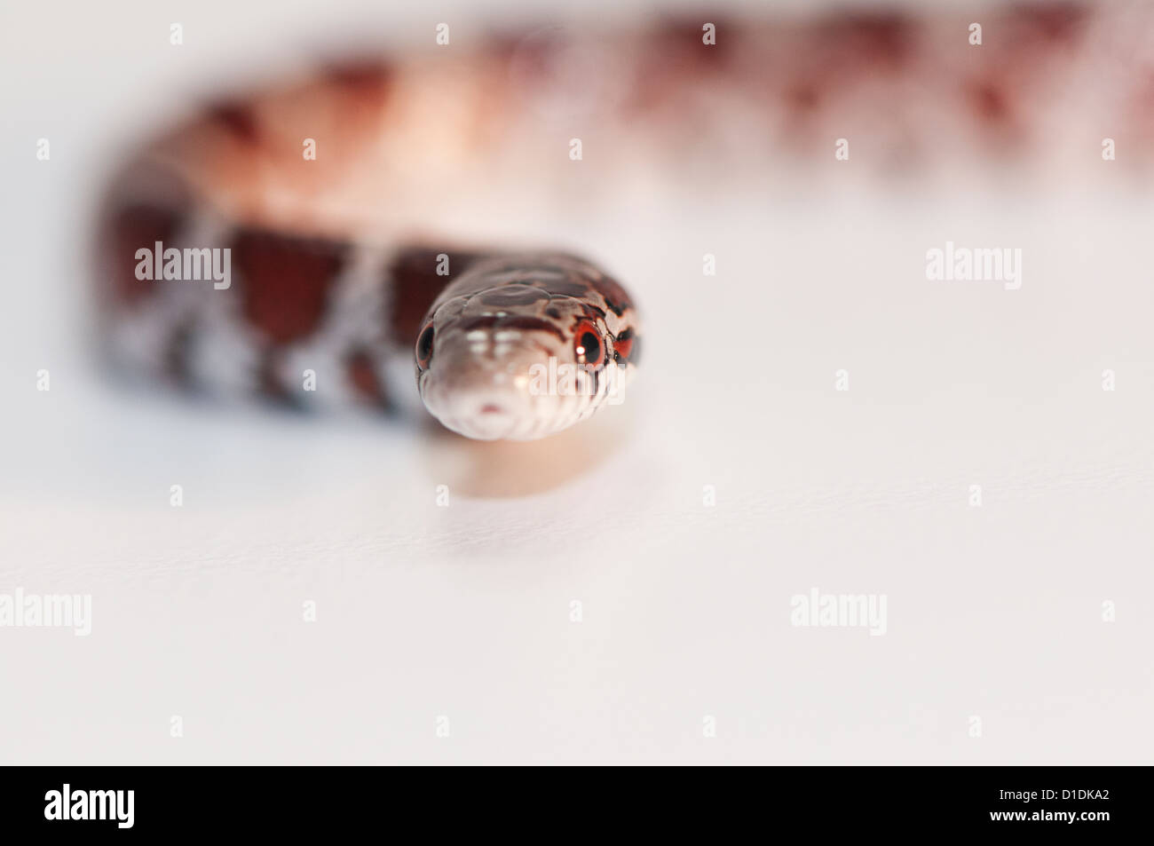 Milk snake, Lampropeltis triangulum Stock Photo - Alamy