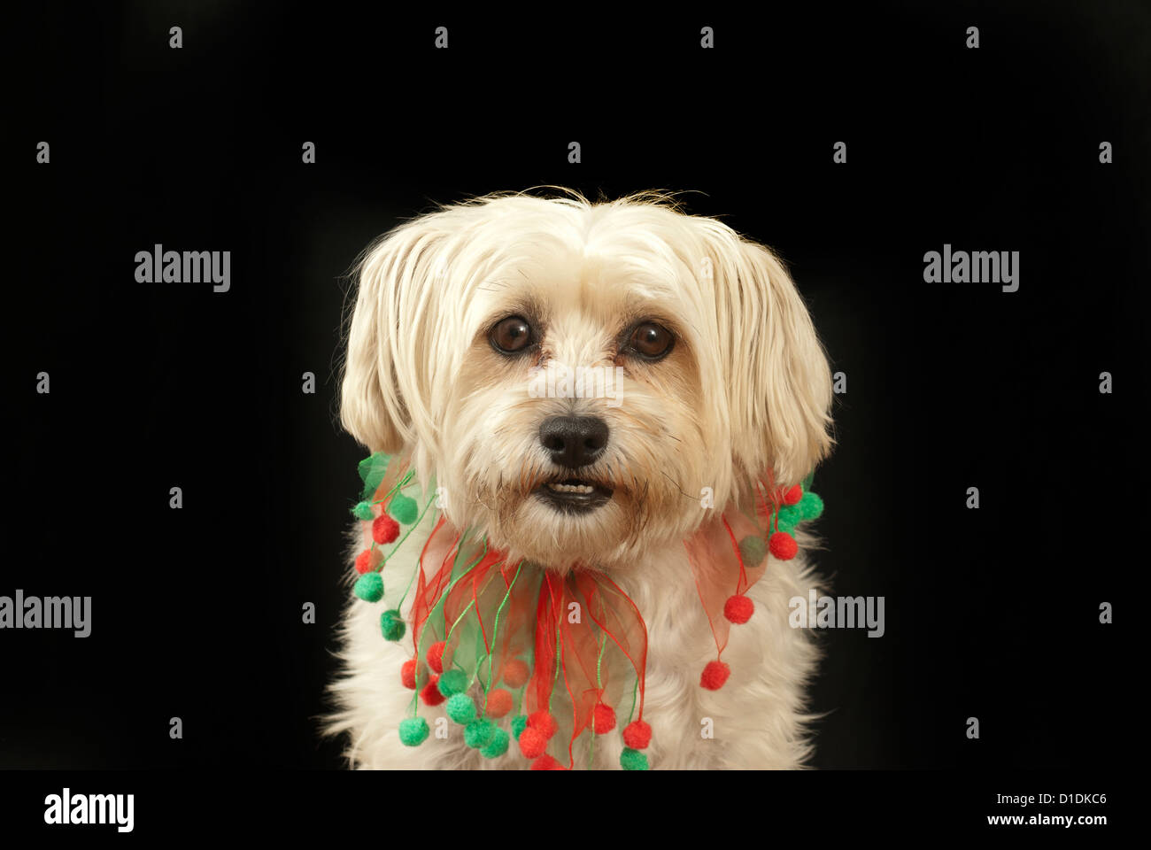 Maltese crossed with Schnauzer, small, dog, cute Stock Photo - Alamy