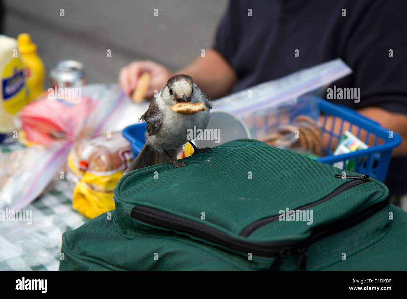 Jay pierce hi-res stock photography and images - Alamy