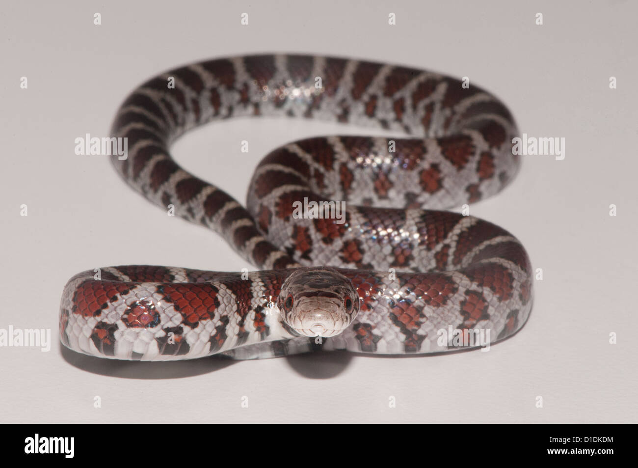 Milk snake, Lampropeltis triangulum Stock Photo - Alamy