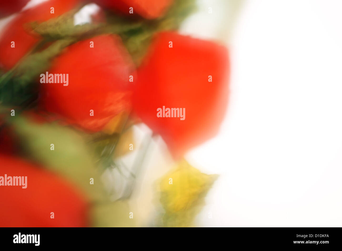 Bladder cherry hi-res stock photography and images - Alamy