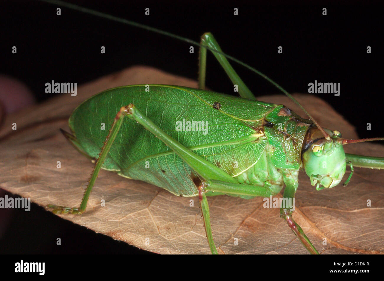 True katydid hi-res stock photography and images - Alamy