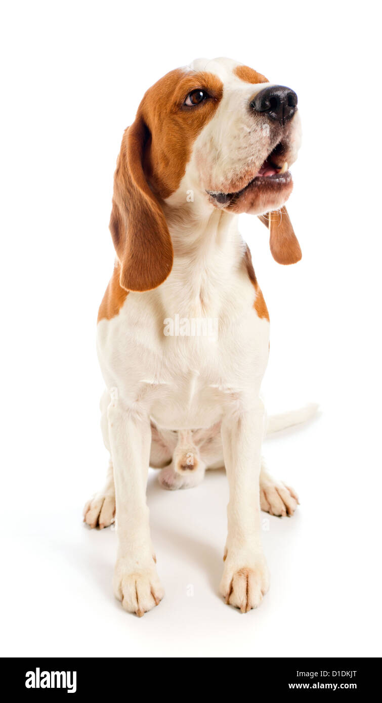 beagle on a white background Stock Photo - Alamy