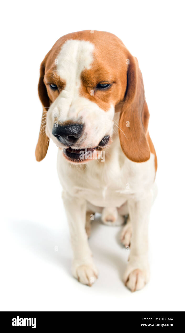 beagle on a white background Stock Photo - Alamy
