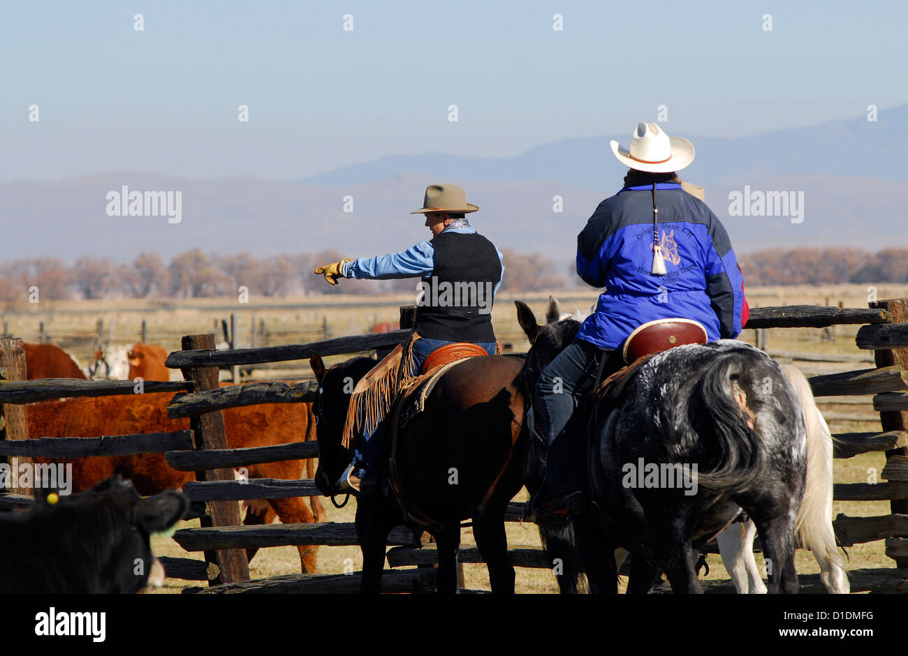 Women on horseback moving cows on a ranch in Eastern Oregon Stock Photo ...